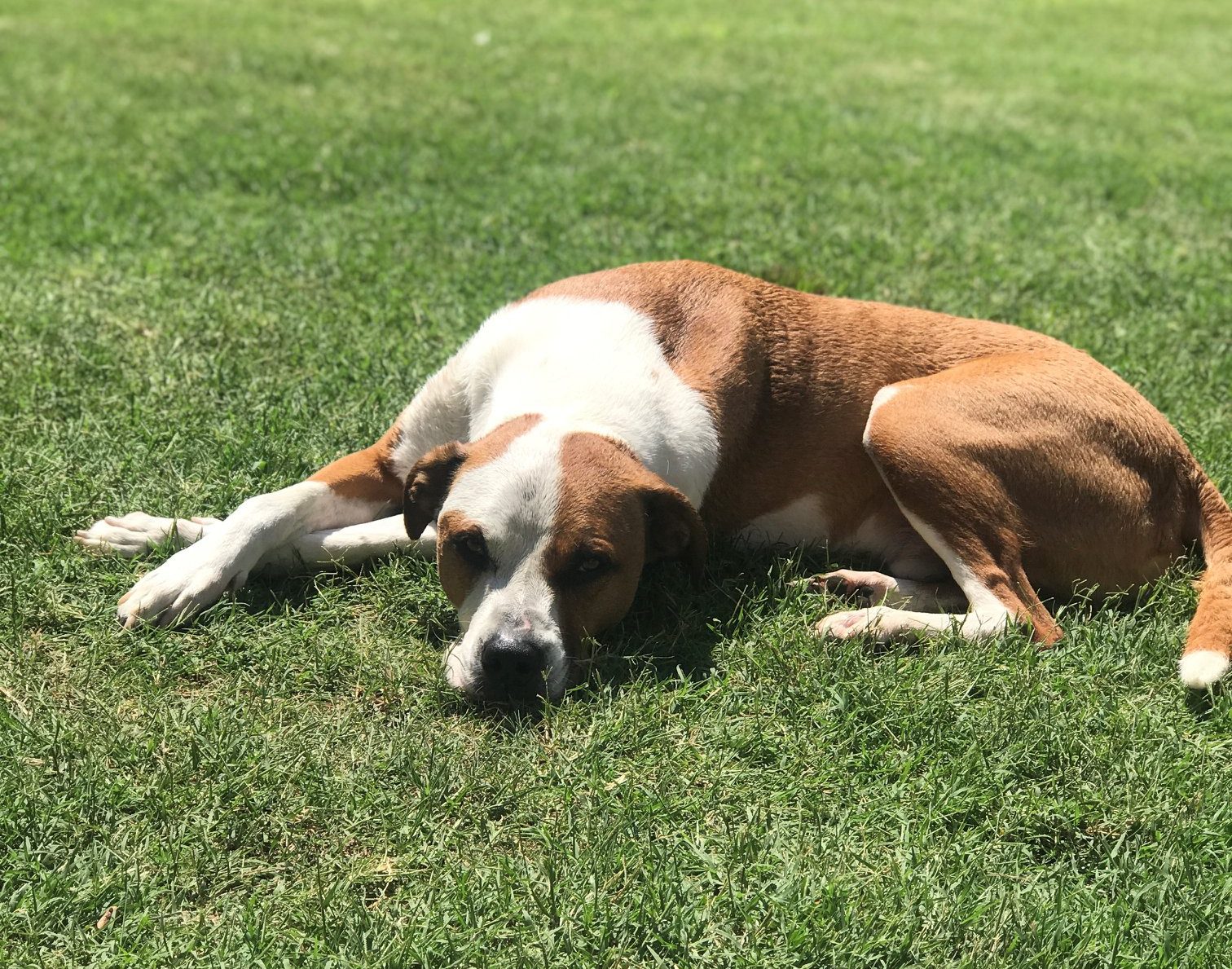 Dog Daycare Oklahoma City, Bethany | Hefner Road Pet Resort